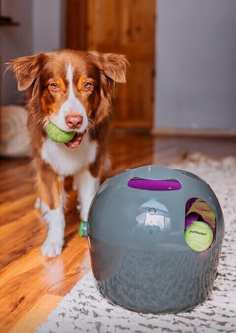 PetSafe Automatic Dog Ball Launcher, Interactive Automatic Ball ...